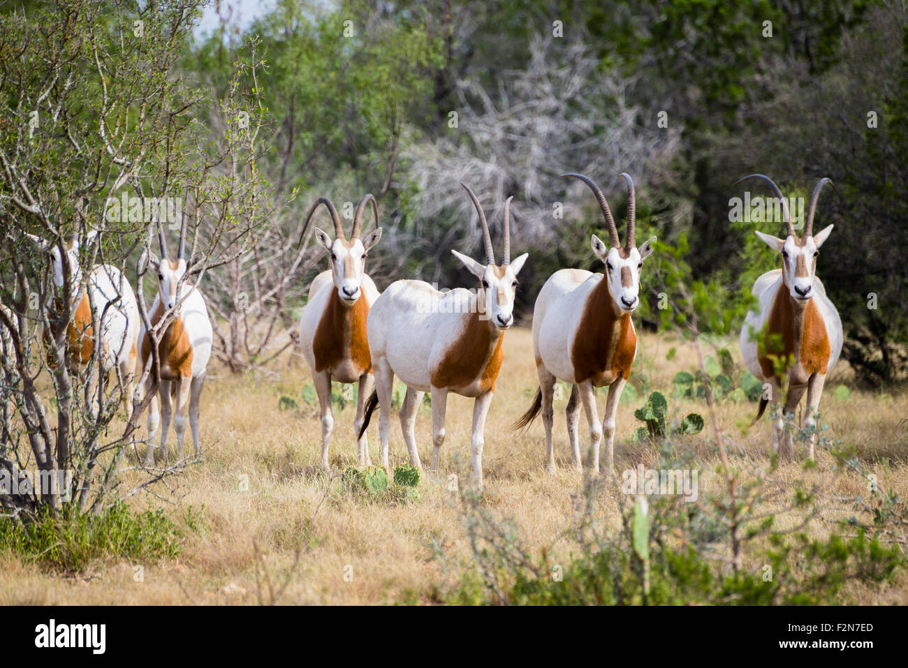 Wild Scimitar Horned Oryx herd. These animals are extinct in their ...