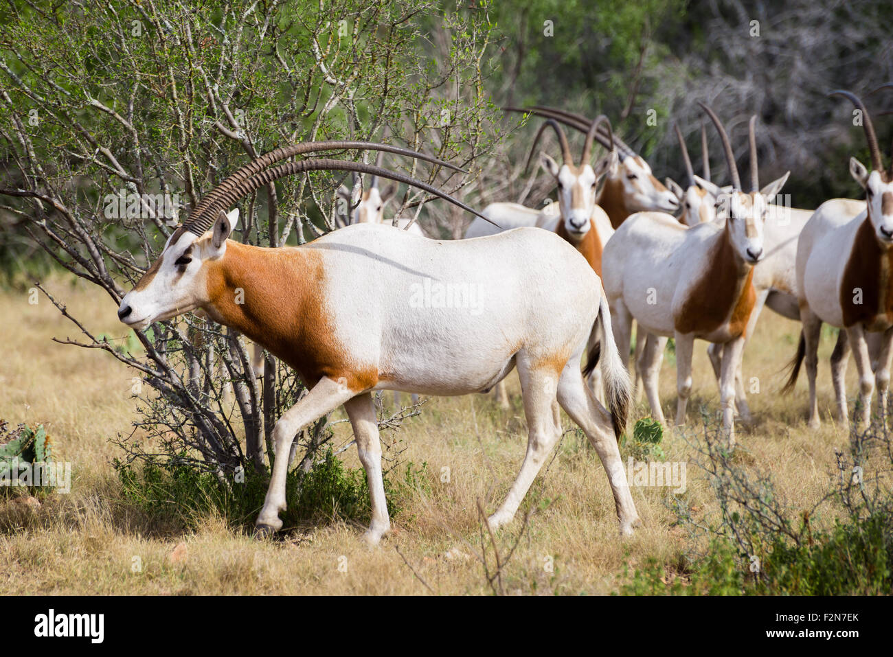 Wild Scimitar Horned Oryx Bull walking to the left in front of the herd ...