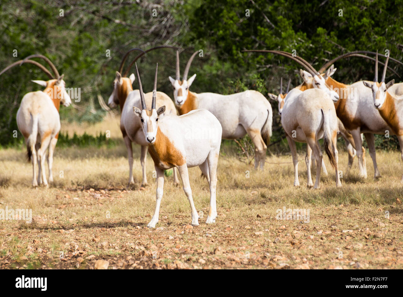 Wild Scimitar Horned Oryx calf standing in front of the herd. These ...