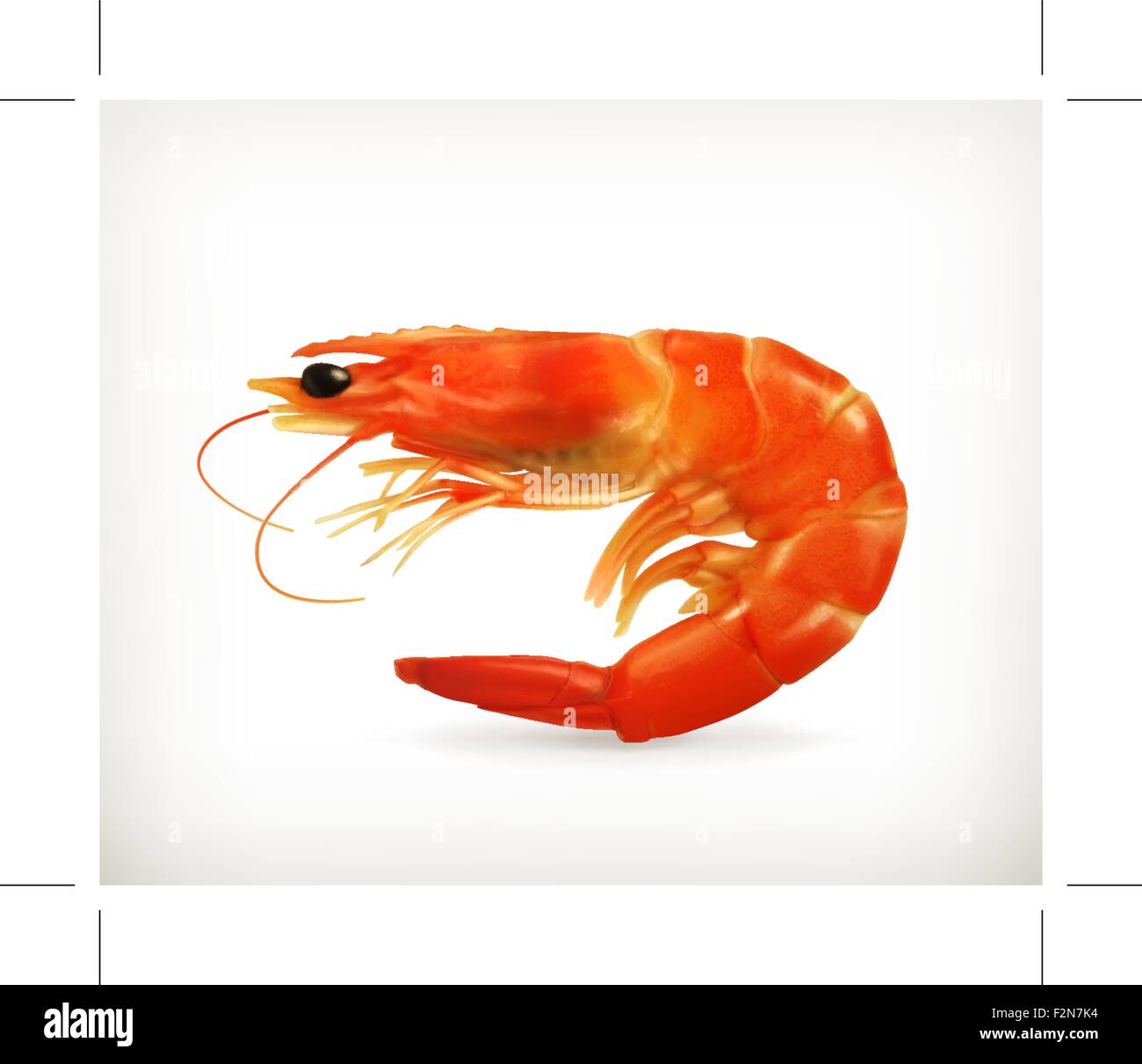 Shrimp vector hi-res stock photography and images - Alamy
