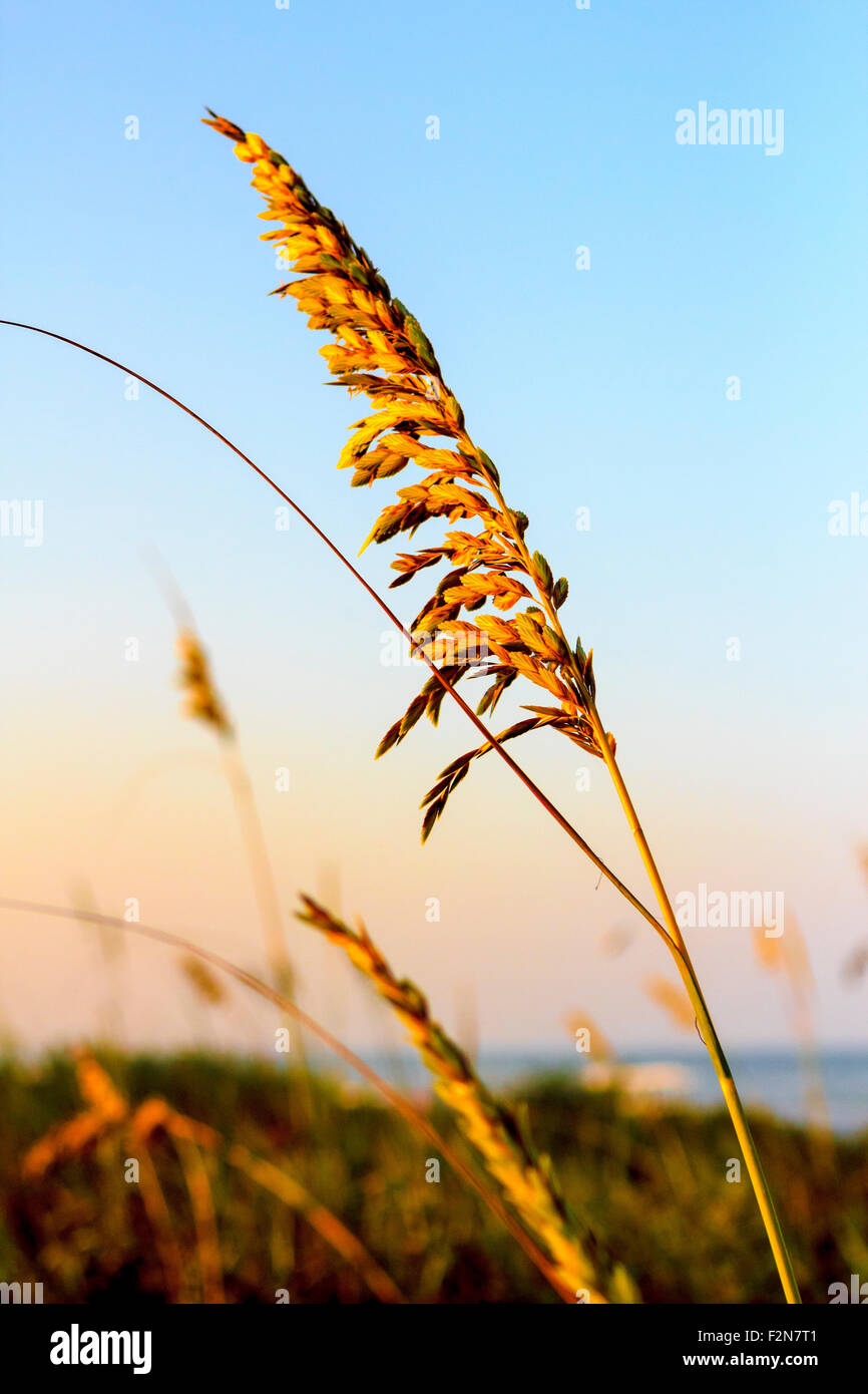 Beach grass at sunset Stock Photo - Alamy
