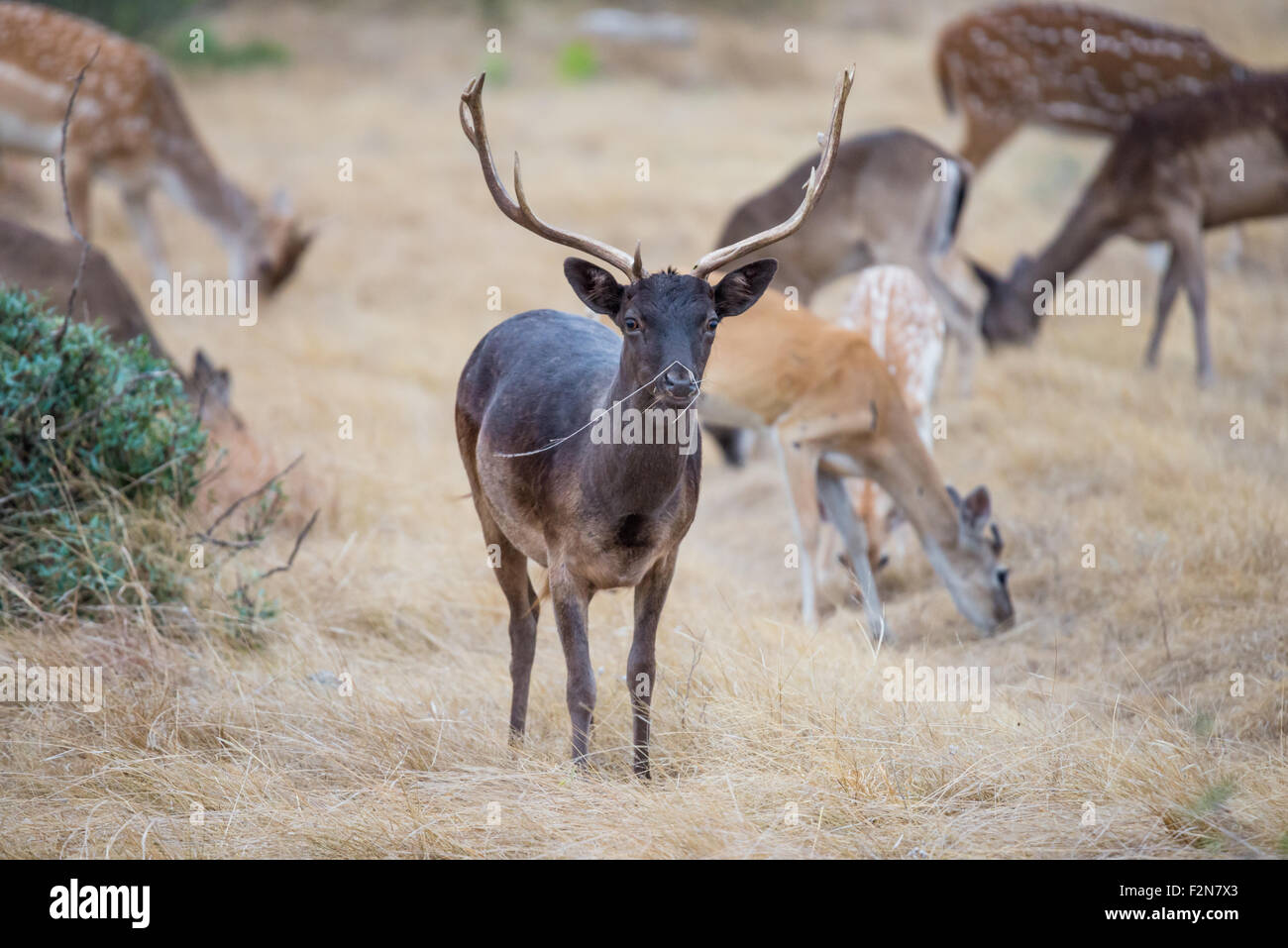 Young deer facing forward hi-res stock photography and images - Alamy