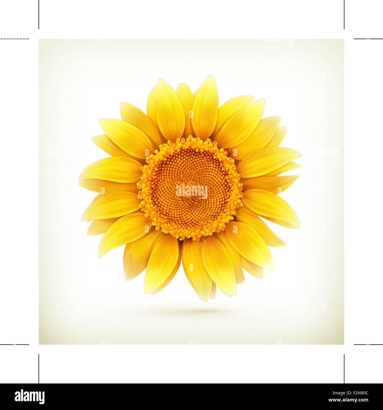 Sunflower, high quality vector illustration Stock Vector Image & Art ...