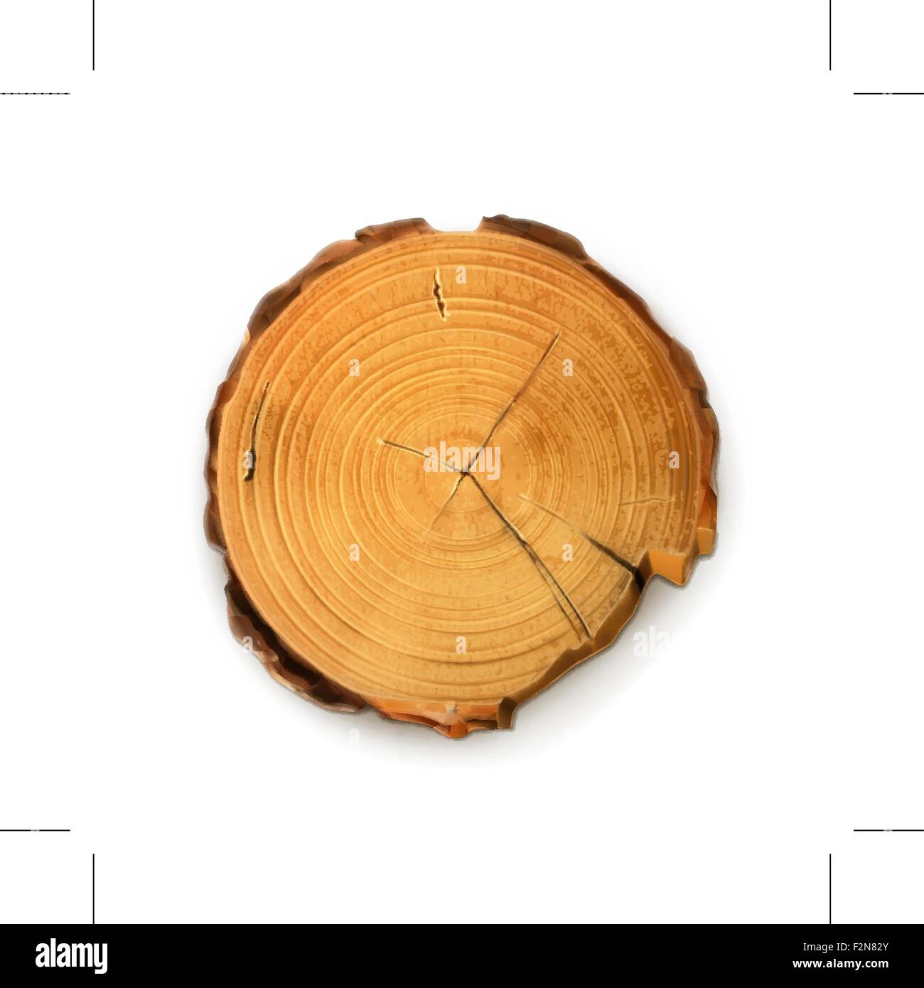 Cross section of tree stump Stock Vector Images - Alamy