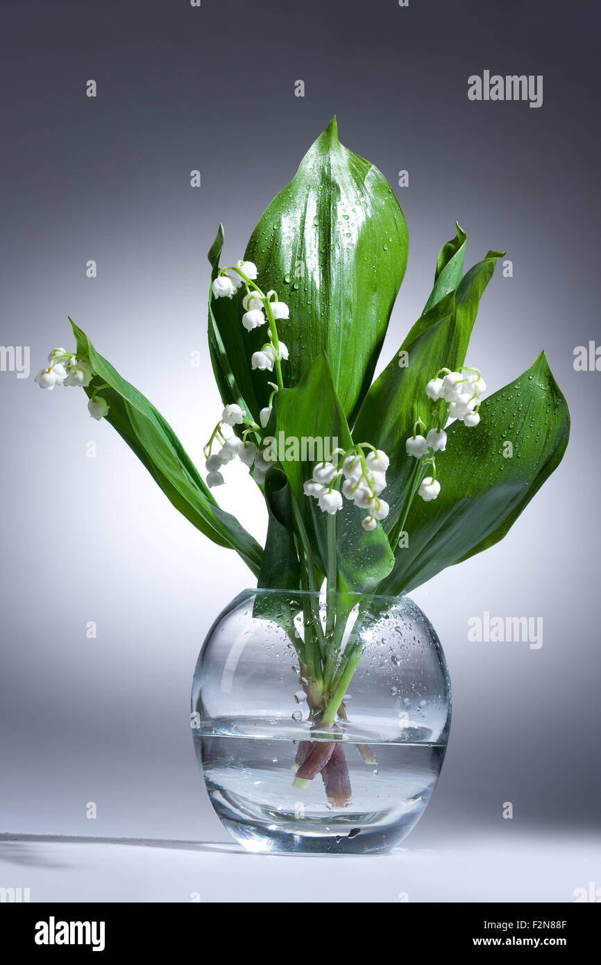 flowers bouquet isolated close up nature art design composition ...