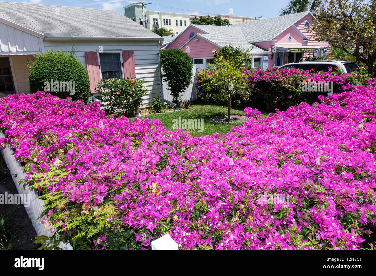 Delray Beach Florida,historic Bankers Row,neighborhood,bougainvillea ...