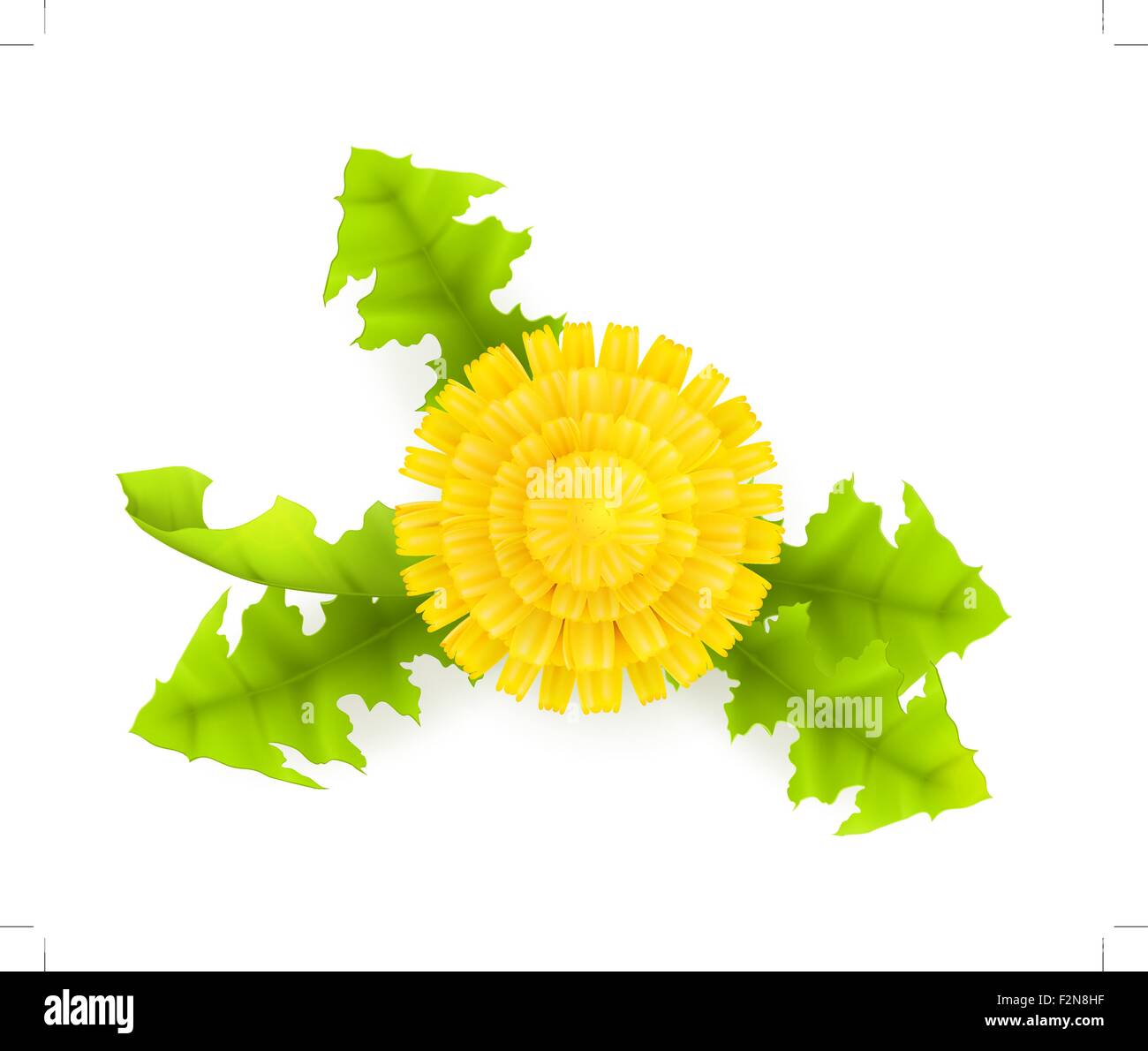 Dandelion botanical Cut Out Stock Images & Pictures - Alamy