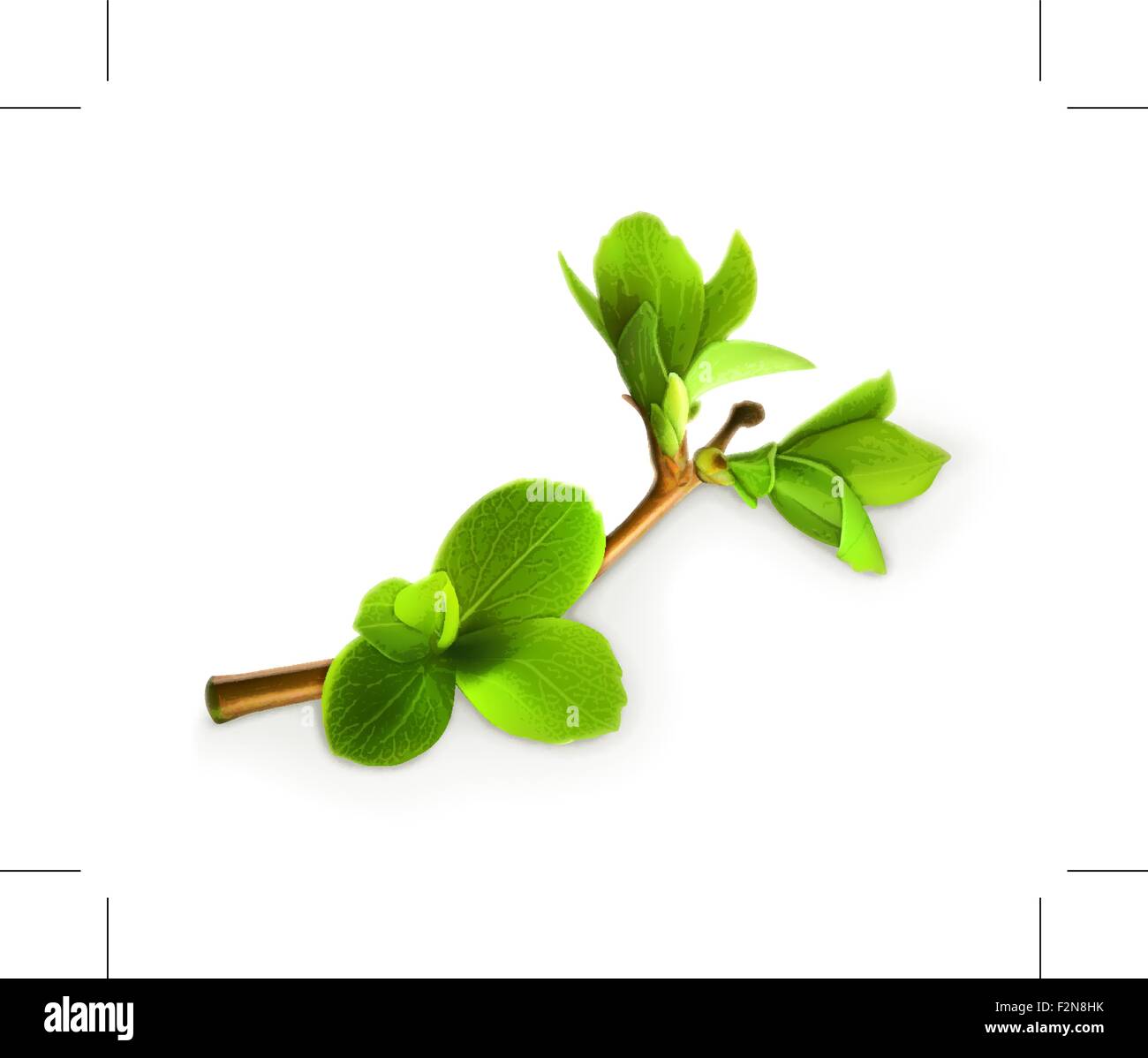 Leaves detailed Stock Vector Images - Alamy