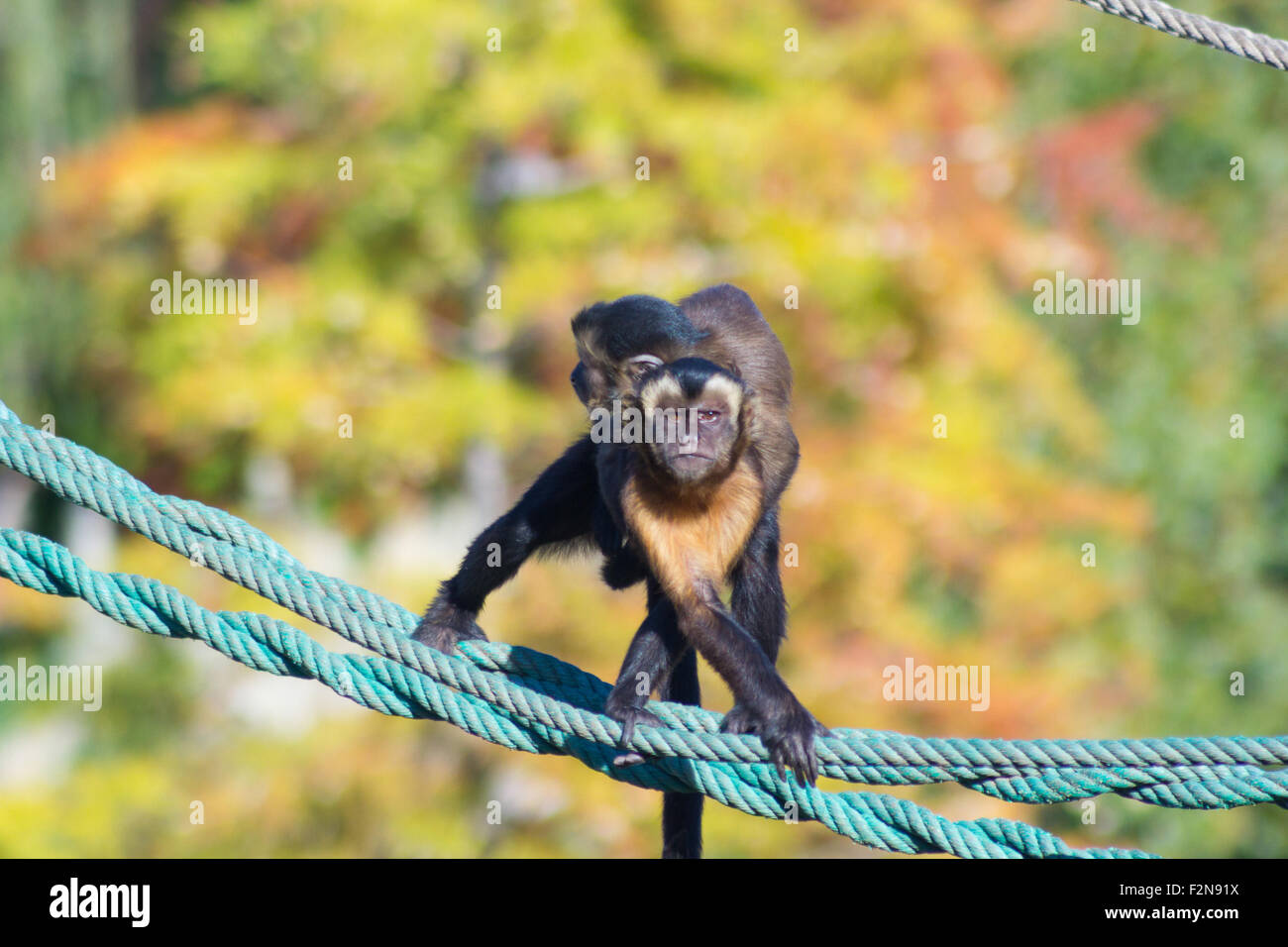 Capuchin monkey walking on a rope (Cebus apella Stock Photo - Alamy