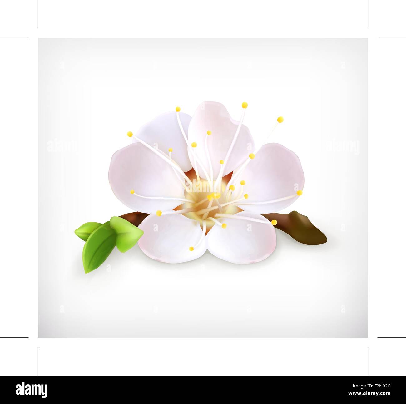 Cherry blossom, vector Stock Vector Image & Art - Alamy