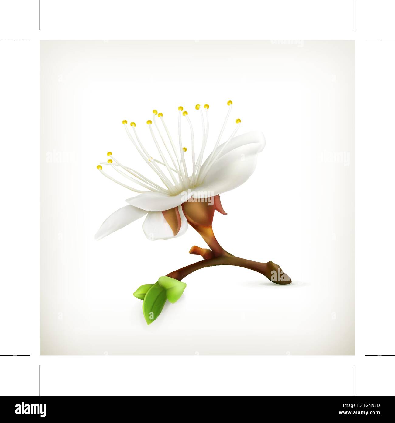 Cherry blossom vector Cut Out Stock Images & Pictures - Alamy