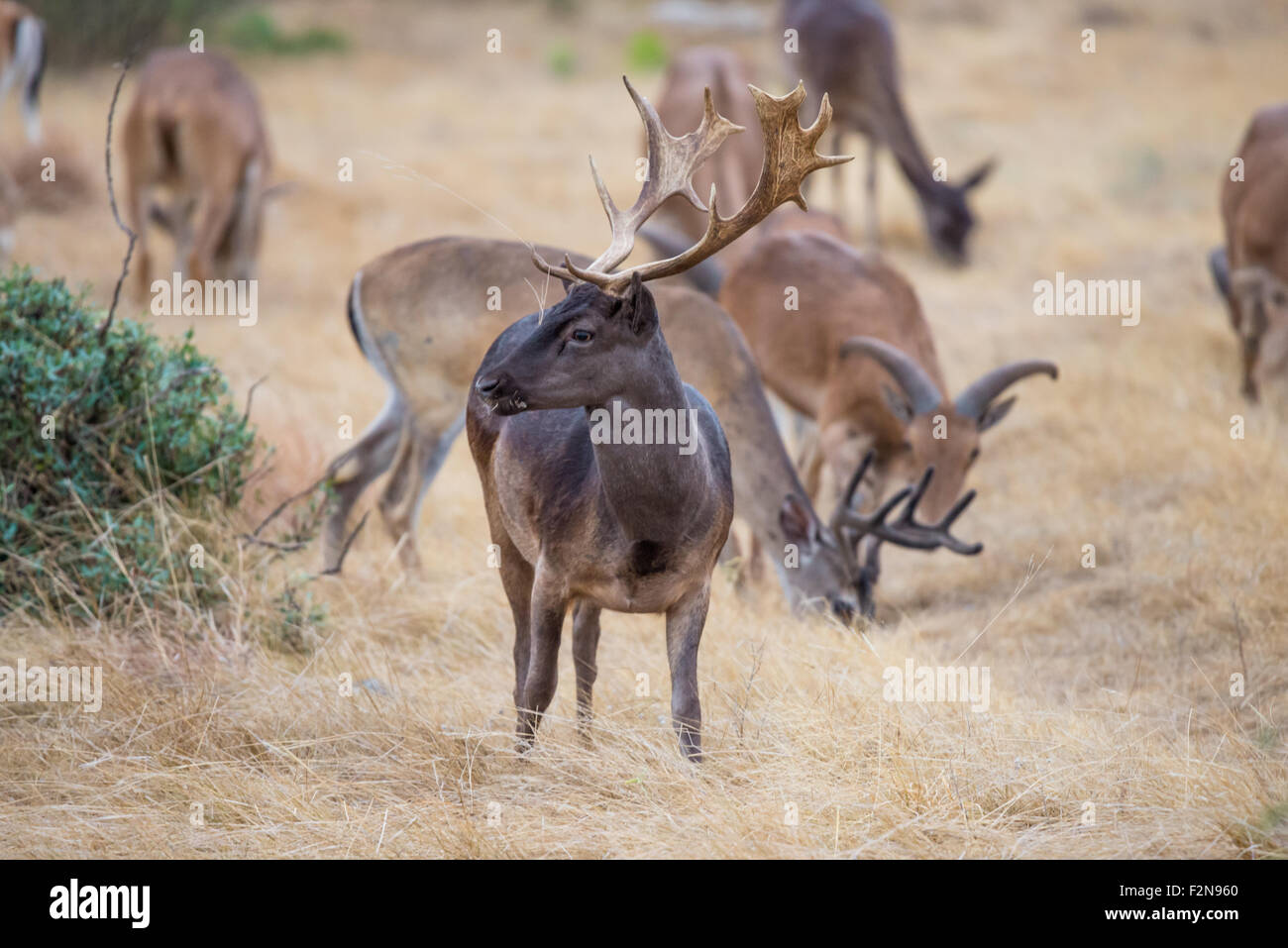 South Texas Chocolate Fallow standing facing left Stock Photo - Alamy