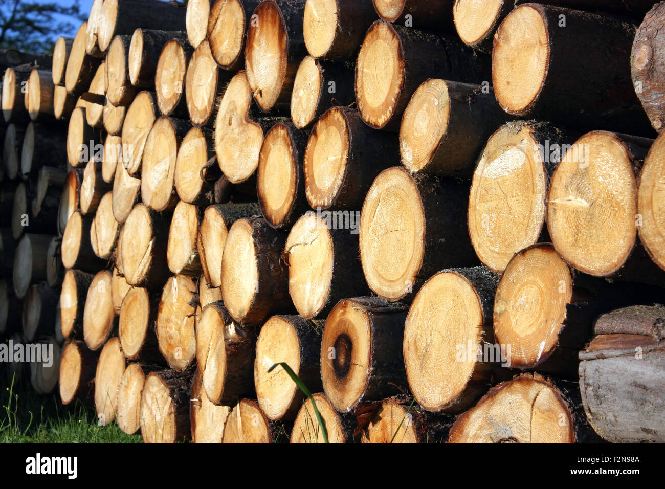 Stack of timber logs Stock Photo - Alamy