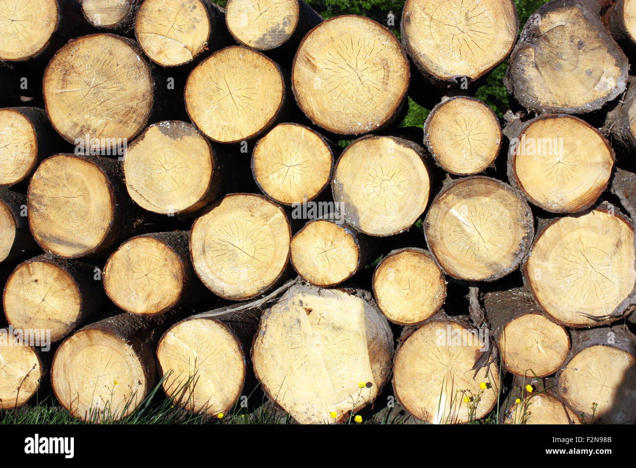 Timber logs background Stock Photo - Alamy