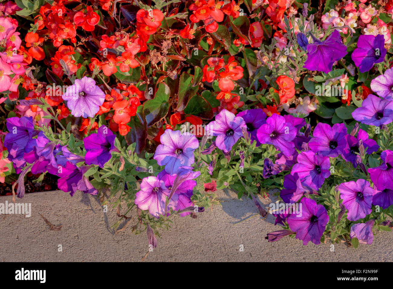 Colorful clusters of flowers hi-res stock photography and images - Alamy