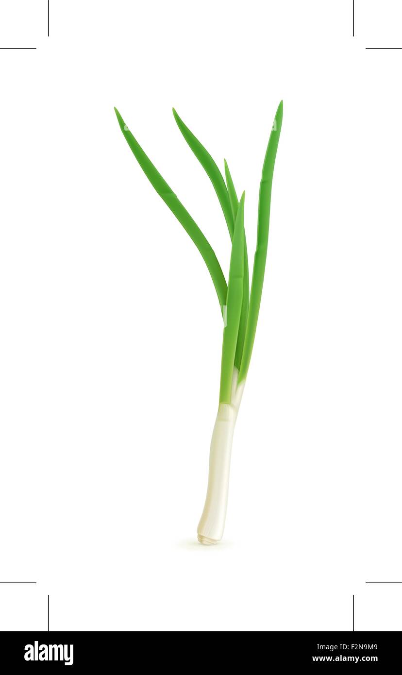 Green onion, vector Stock Vector Image & Art - Alamy