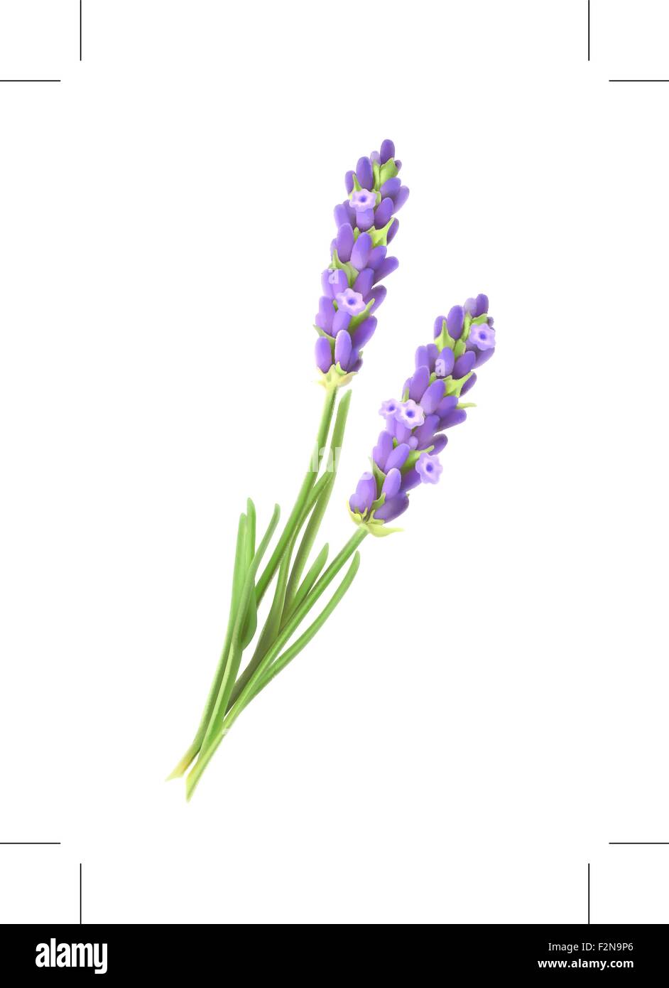 Lavender plant vector vectors hi-res stock photography and images - Alamy