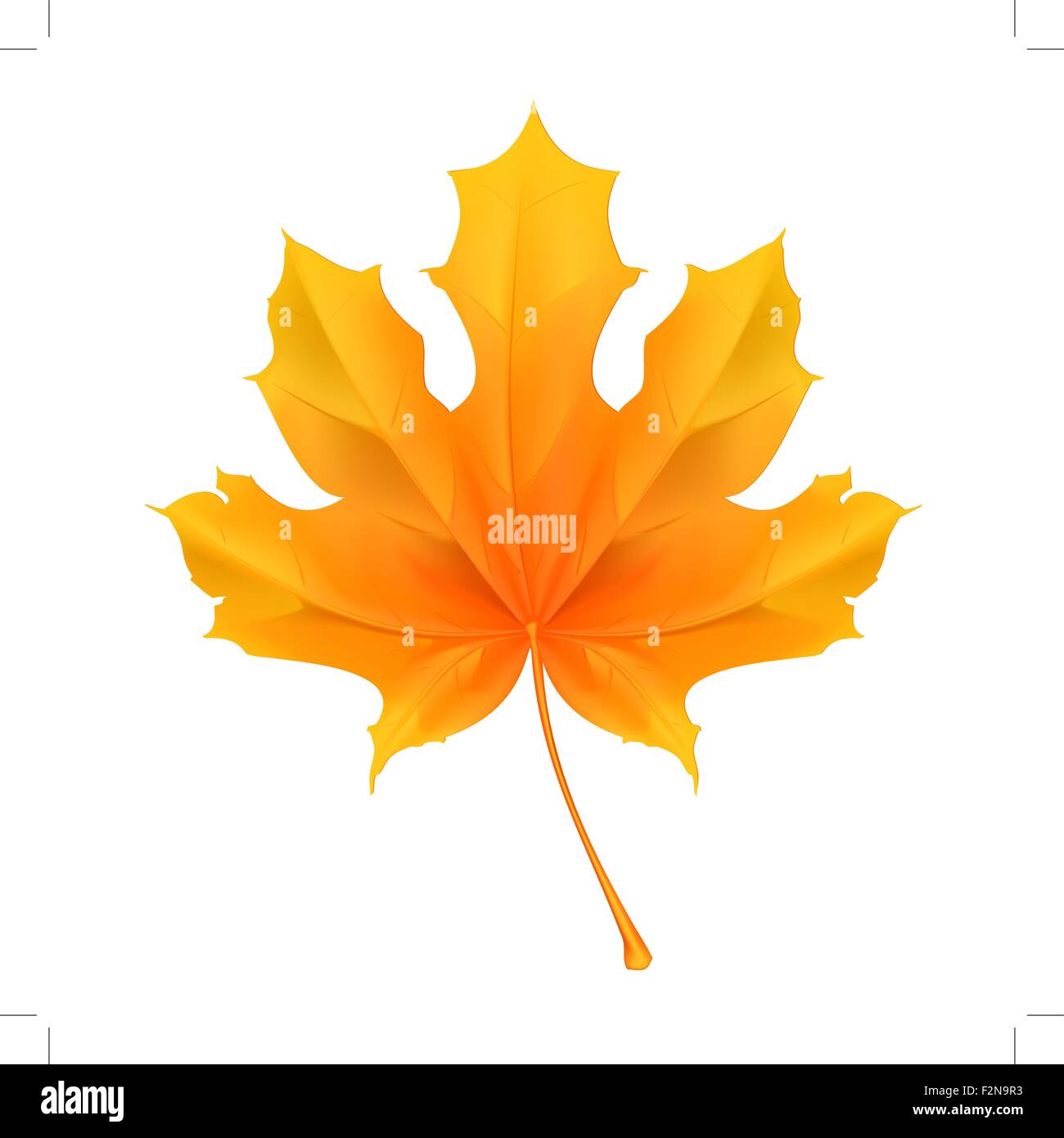 Maple leaf vector hi-res stock photography and images - Alamy