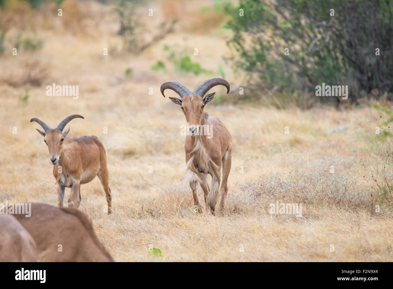 Aoudad Ram walking proudly in field next to a ewe Stock Photo - Alamy