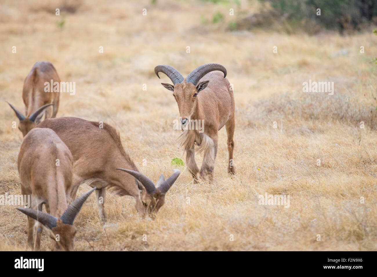Aoudad Ram walking proudly in field towards a herd Stock Photo - Alamy