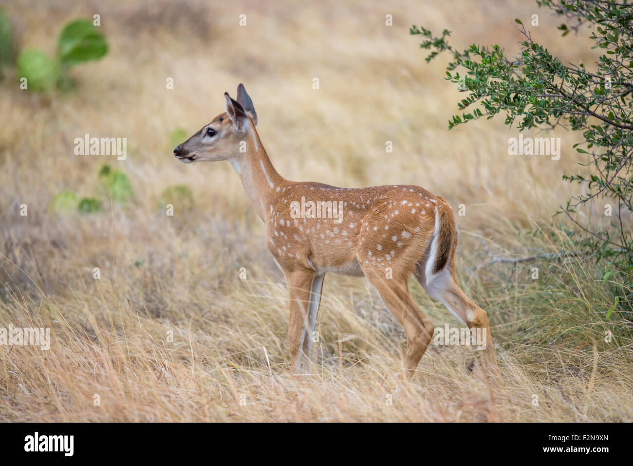 Corn Ranch Texas High Resolution Stock Photography and Images - Alamy