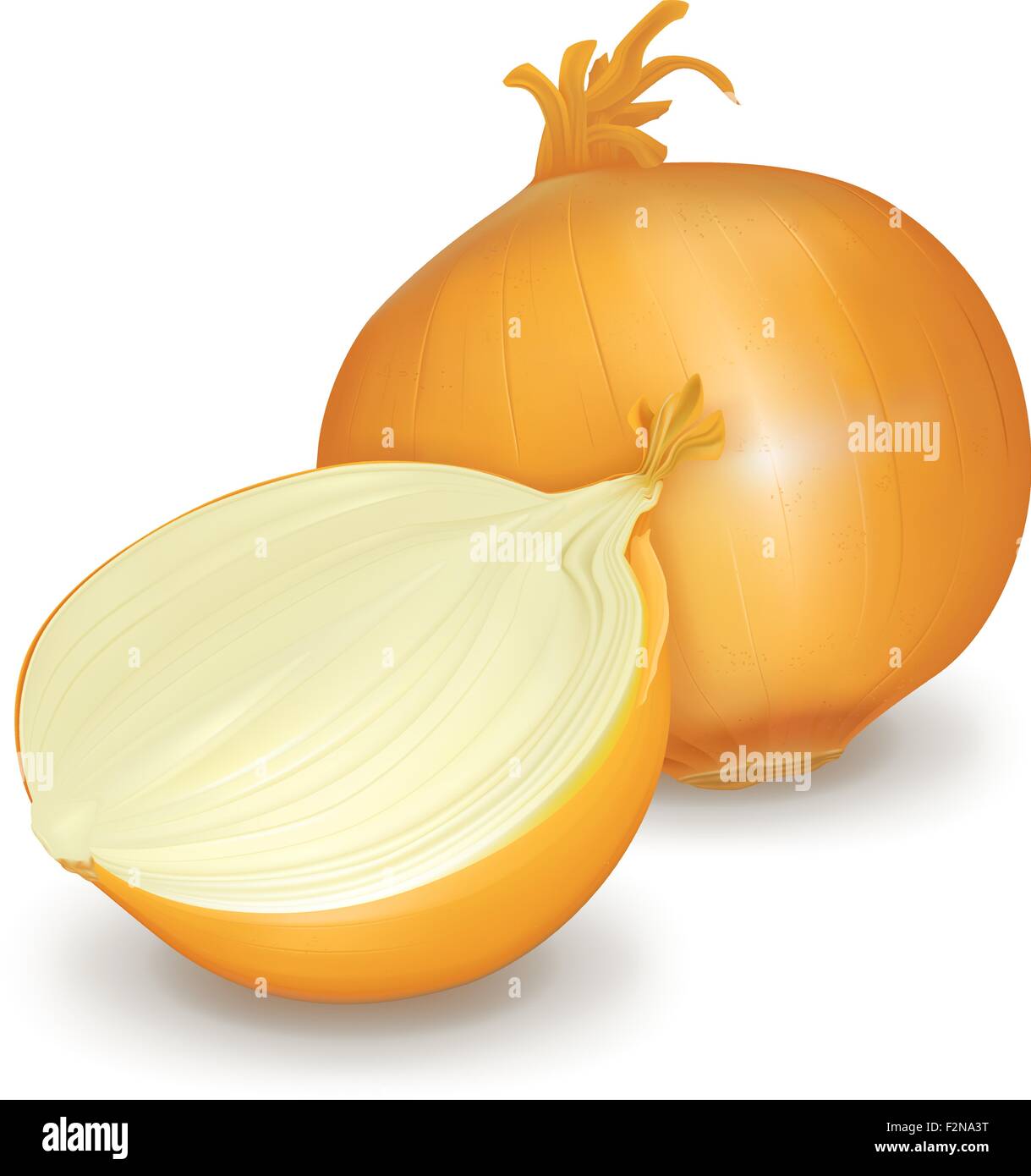 Cross section onion Stock Vector Images - Alamy