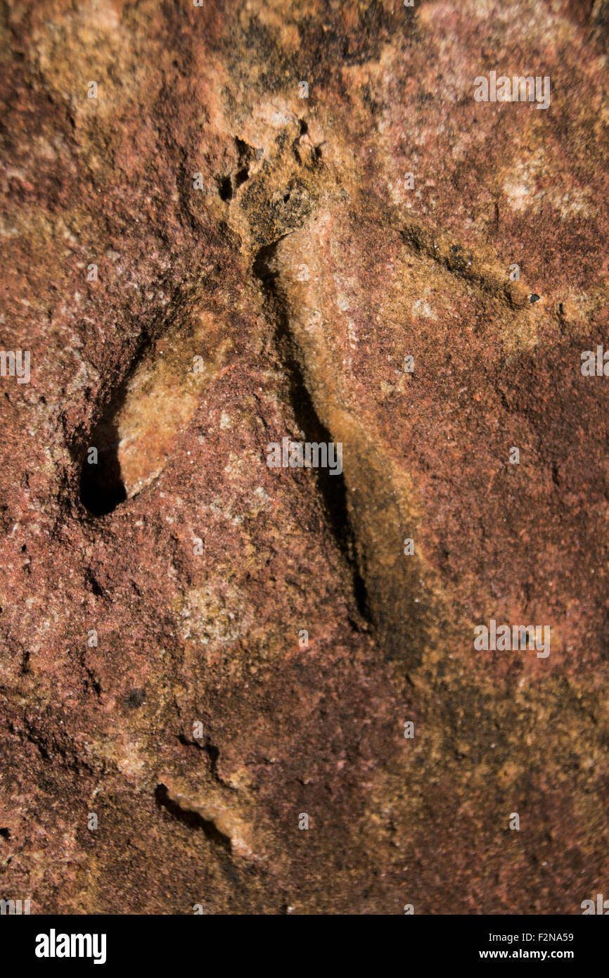 Sauropod footprint hi-res stock photography and images - Alamy