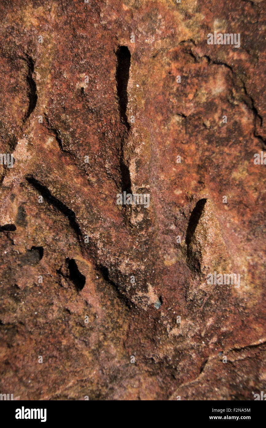 Sauropod footprint hi-res stock photography and images - Alamy