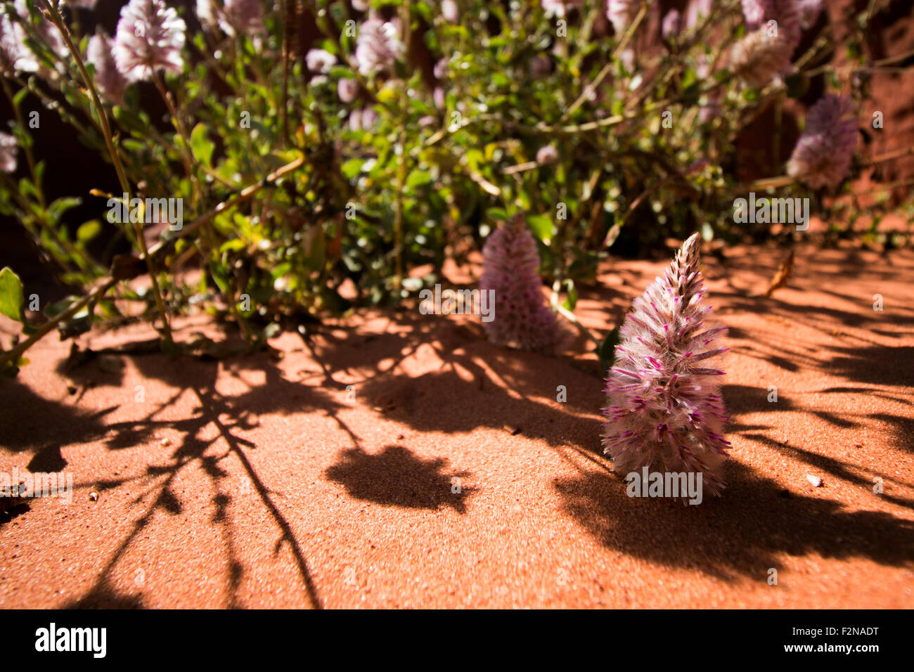Mulla Mulla Growing in Sand Stock Photo - Alamy