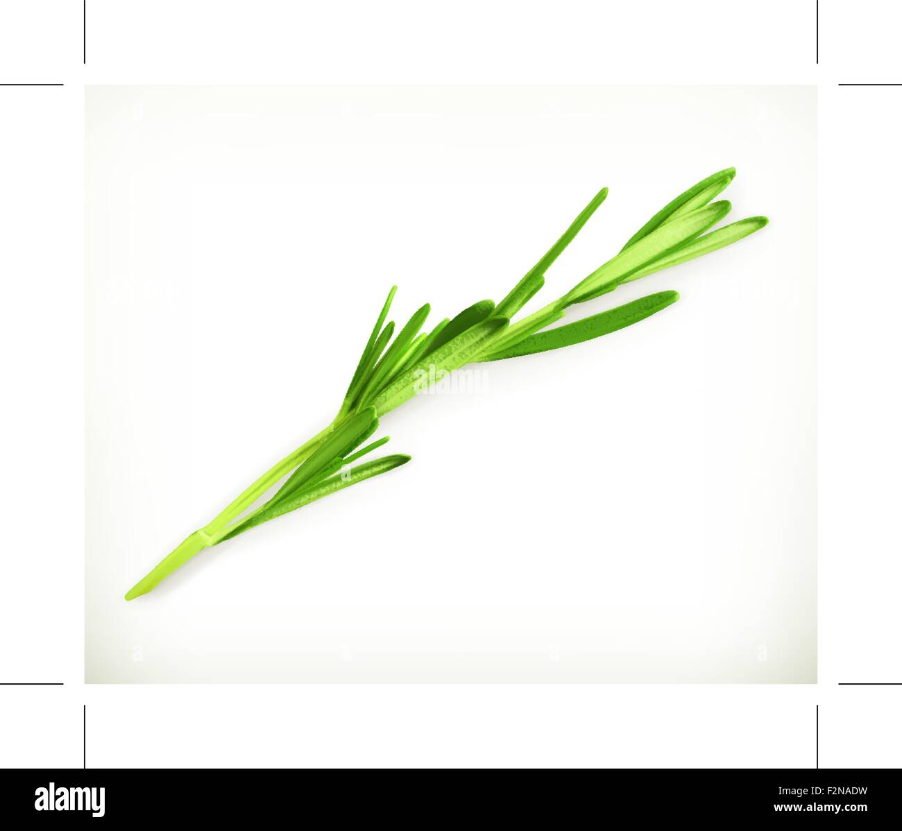 Green rosemary plant Stock Vector Images - Alamy