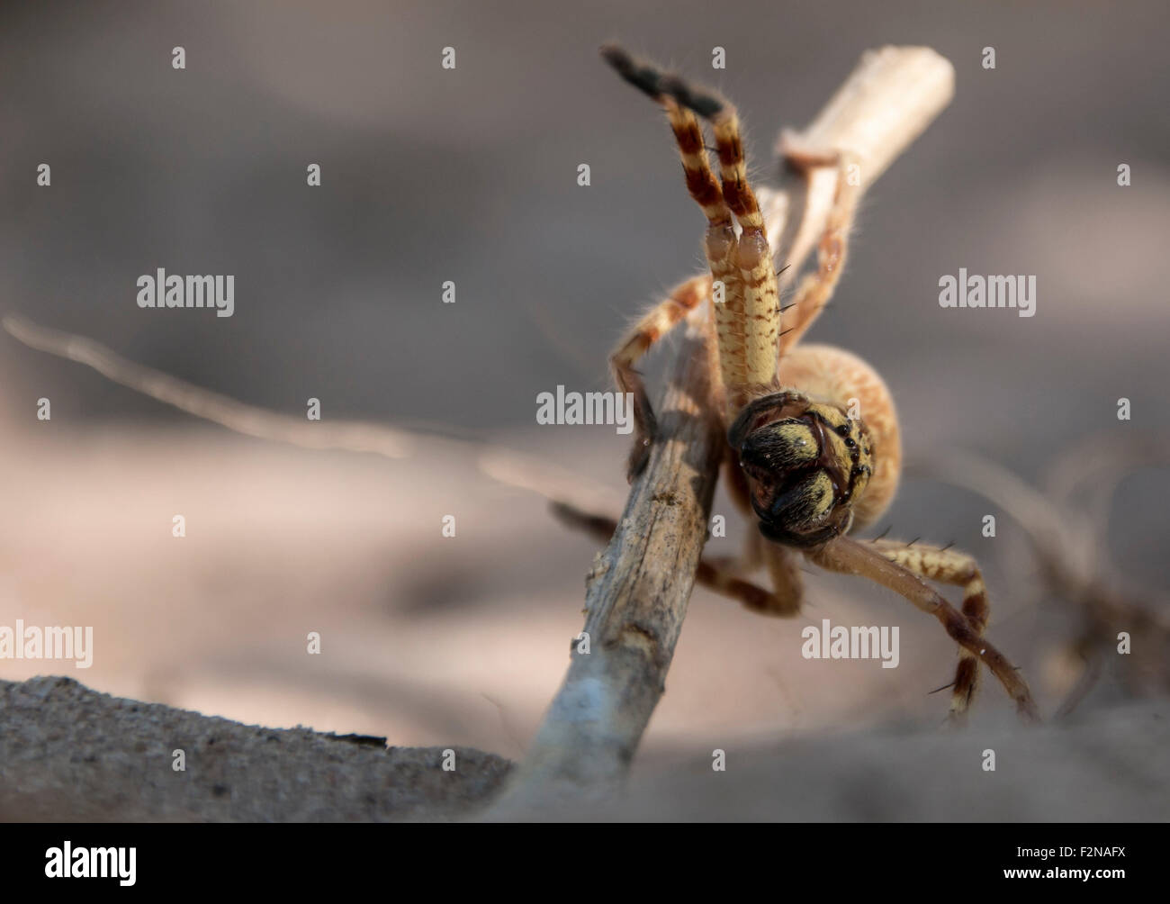 Aggressive spider hi-res stock photography and images - Alamy