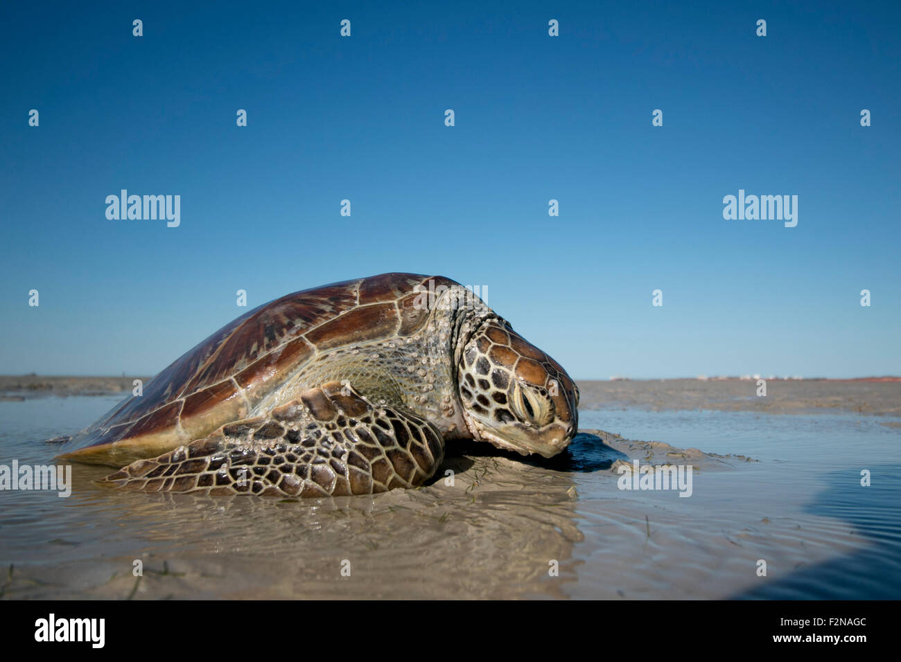 Stranded Green Sea Turtle Stock Photo - Alamy