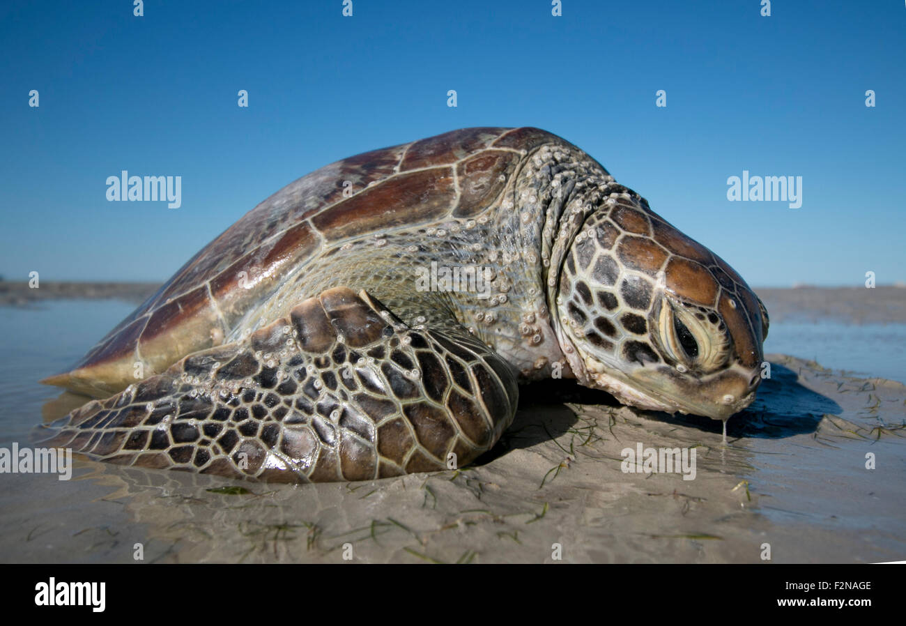 Crying turtle hi-res stock photography and images - Alamy