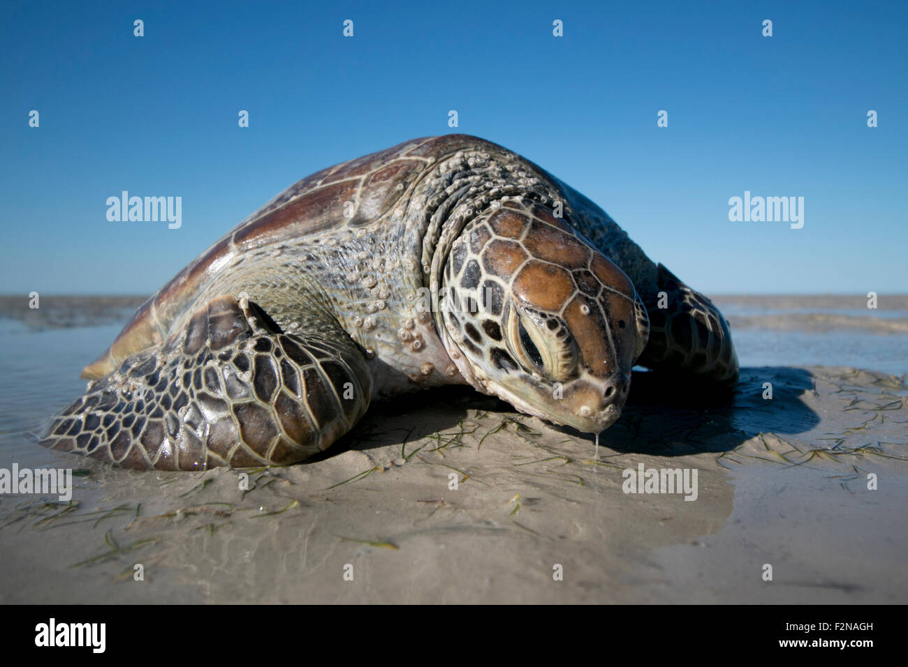Stranded Green Sea Turtle Stock Photo - Alamy