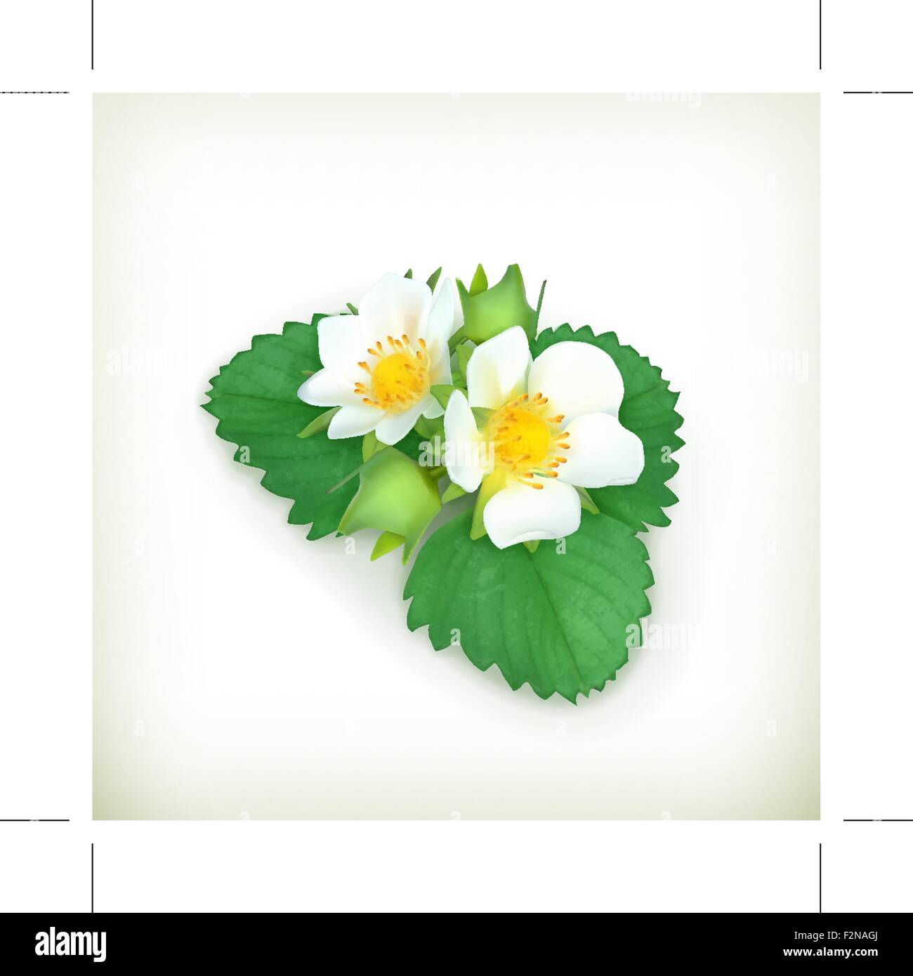 Strawberry plant Stock Vector Images - Alamy