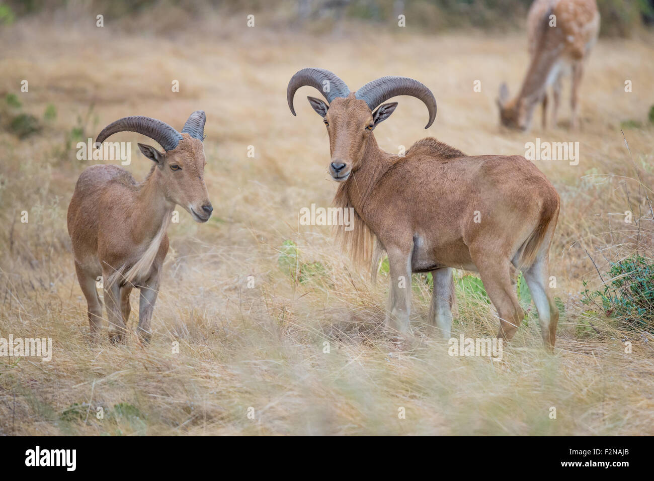 Aoudad Ram Standing proudly in field next to a ewe Stock Photo - Alamy