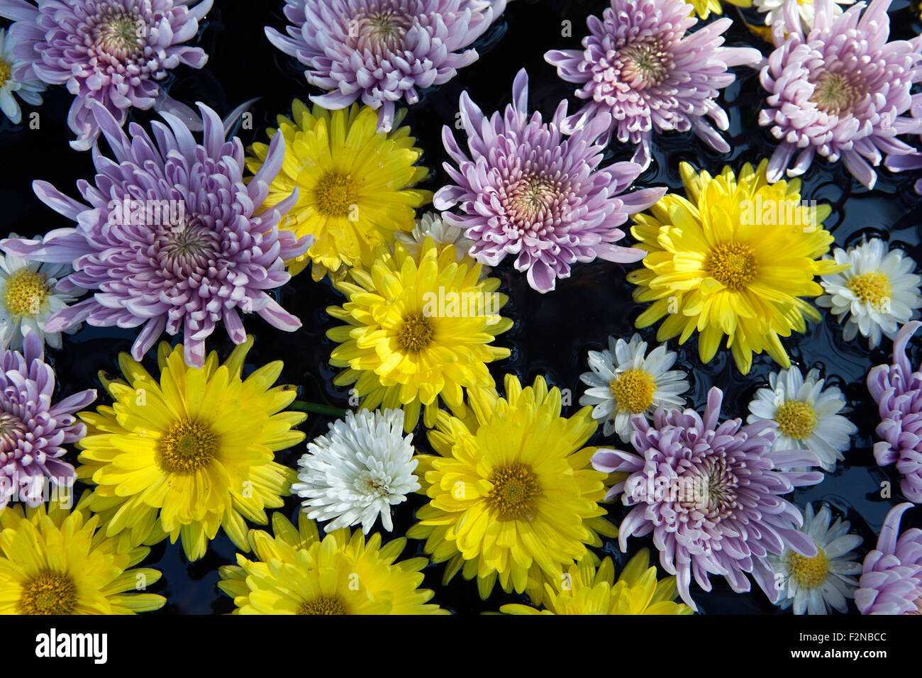 Chrysanthemums sometimes called mums hi-res stock photography and ...