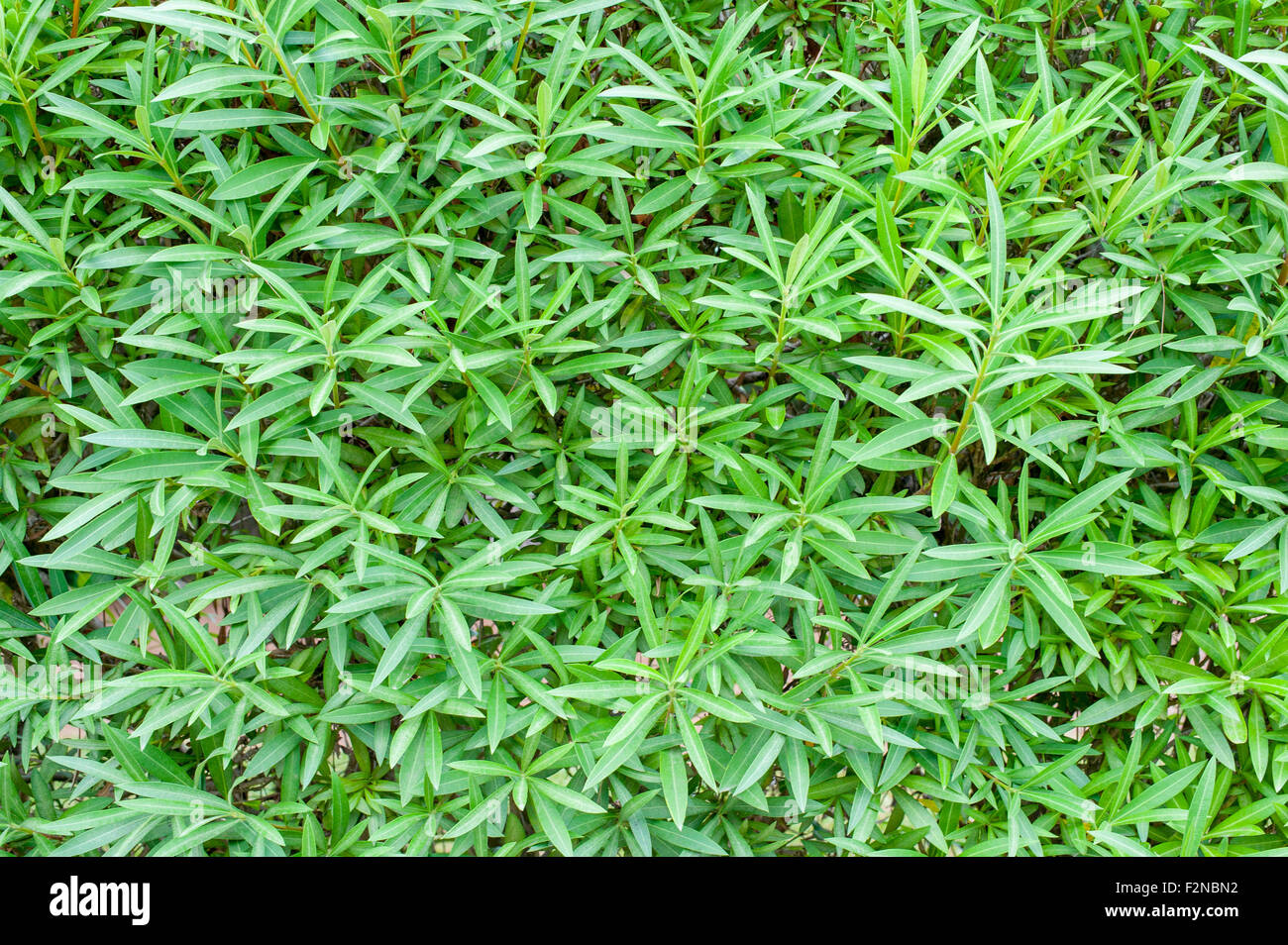 Green leaves texture natural background in garden Stock Photo - Alamy