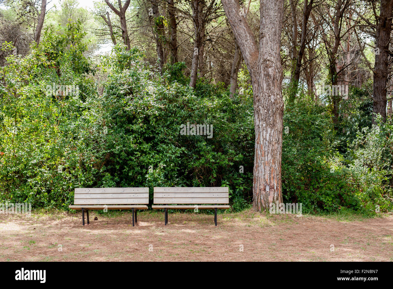 Garden with empty wooden bench and tree with green forest in background ...