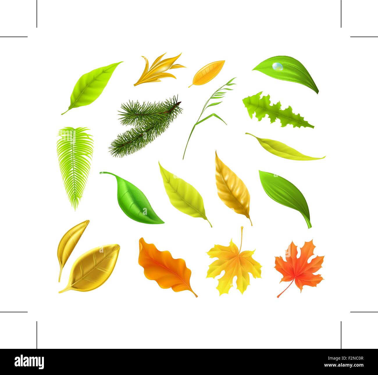 Fern pine Stock Vector Images - Alamy