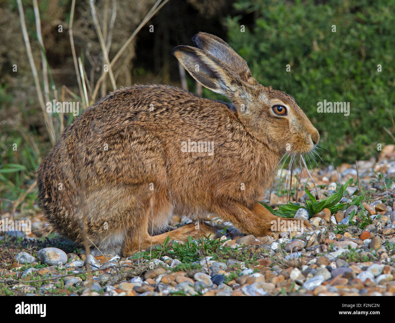 European brown hare Stock Photo - Alamy