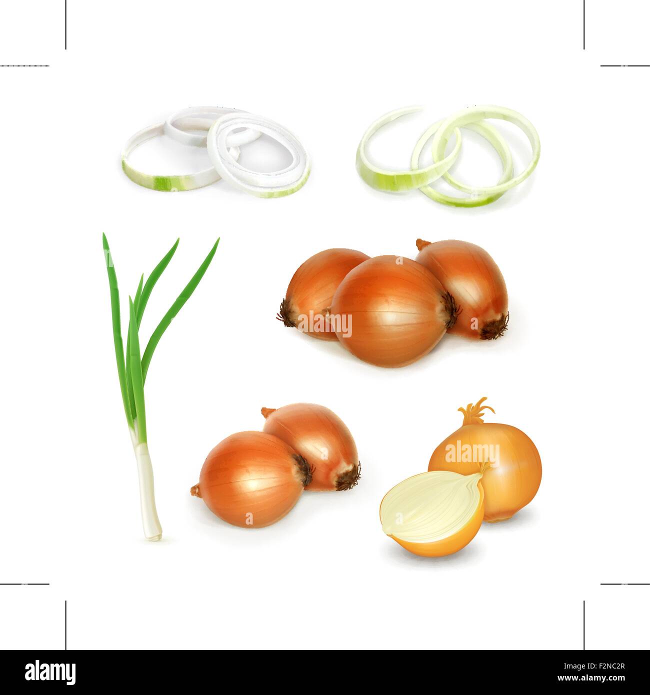 Onion set, vector illustration Stock Vector Image & Art - Alamy