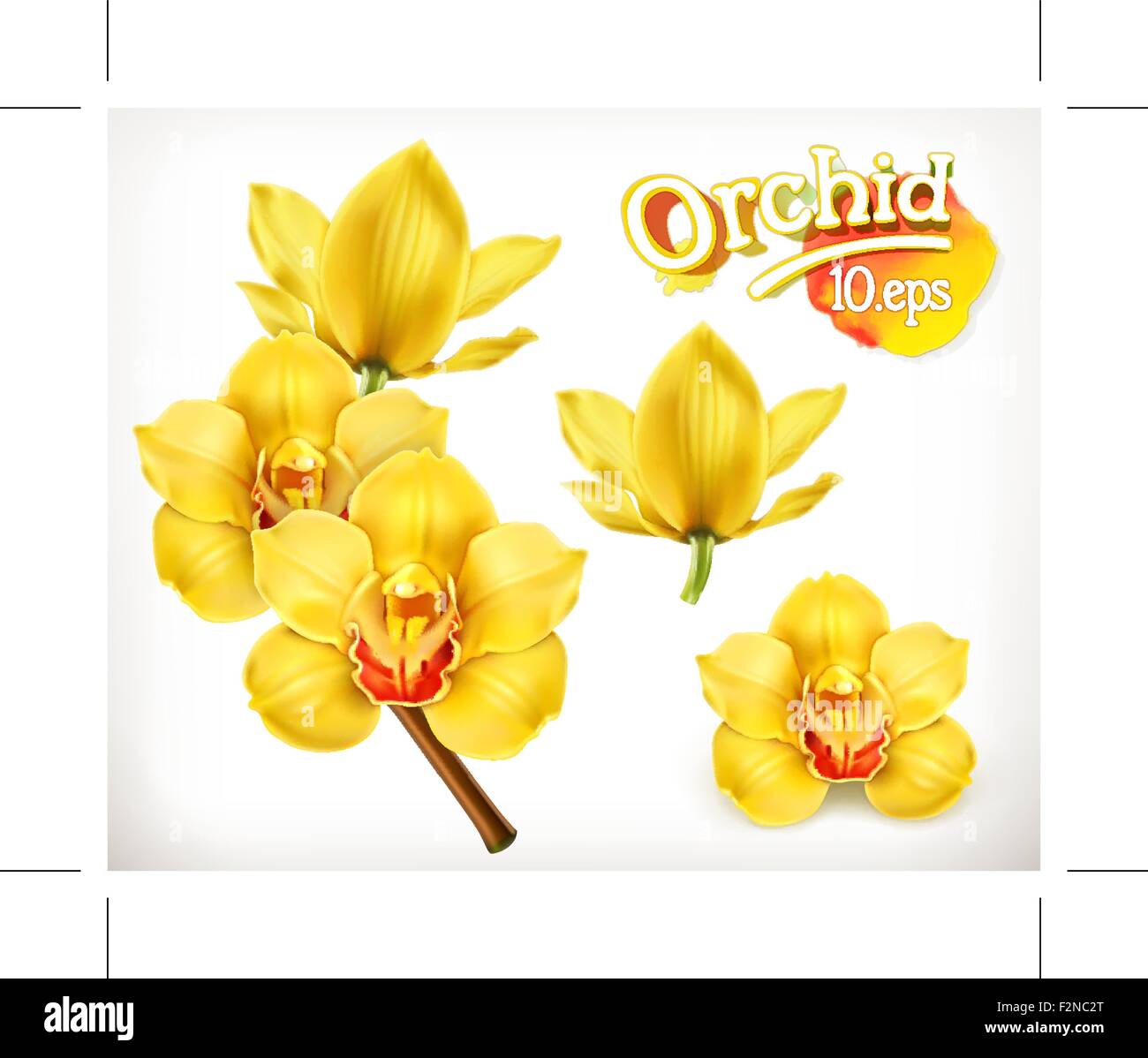 Orchid flower vector icon hi-res stock photography and images - Alamy