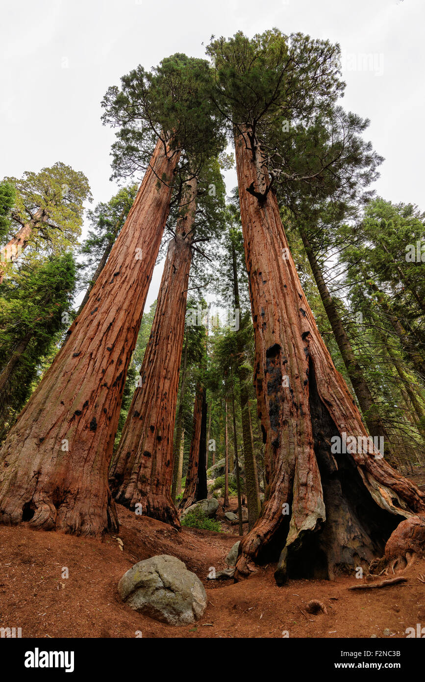 General grant giant sequoia tree hi-res stock photography and images ...