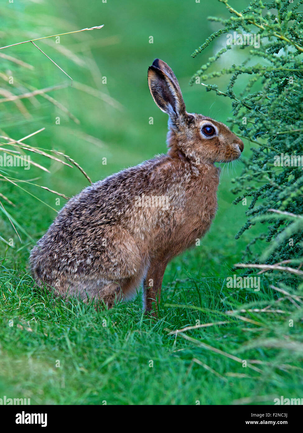 European brown hare Stock Photo - Alamy