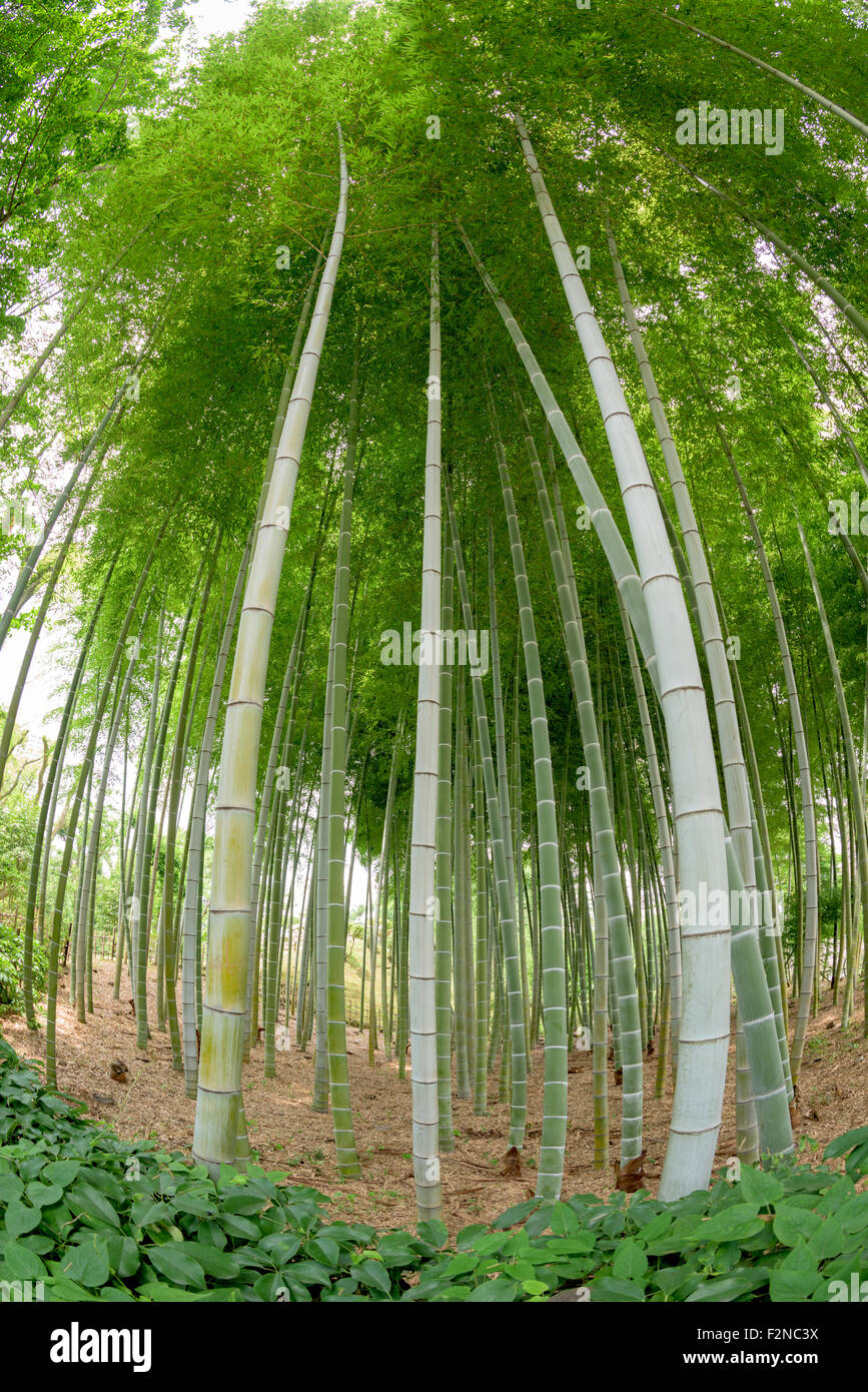 Tall Bamboo forest in Japan Stock Photo - Alamy