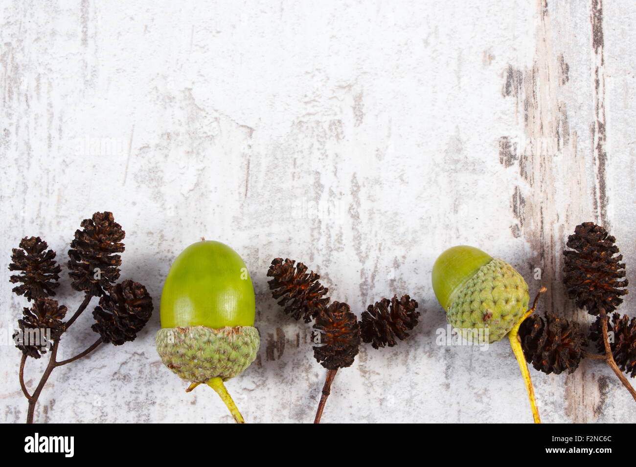 Hat oak cone hi-res stock photography and images - Alamy