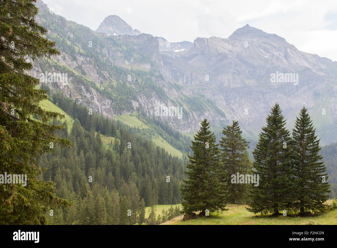 Typical view of the Swiss alps, trees and mountains Stock Photo - Alamy