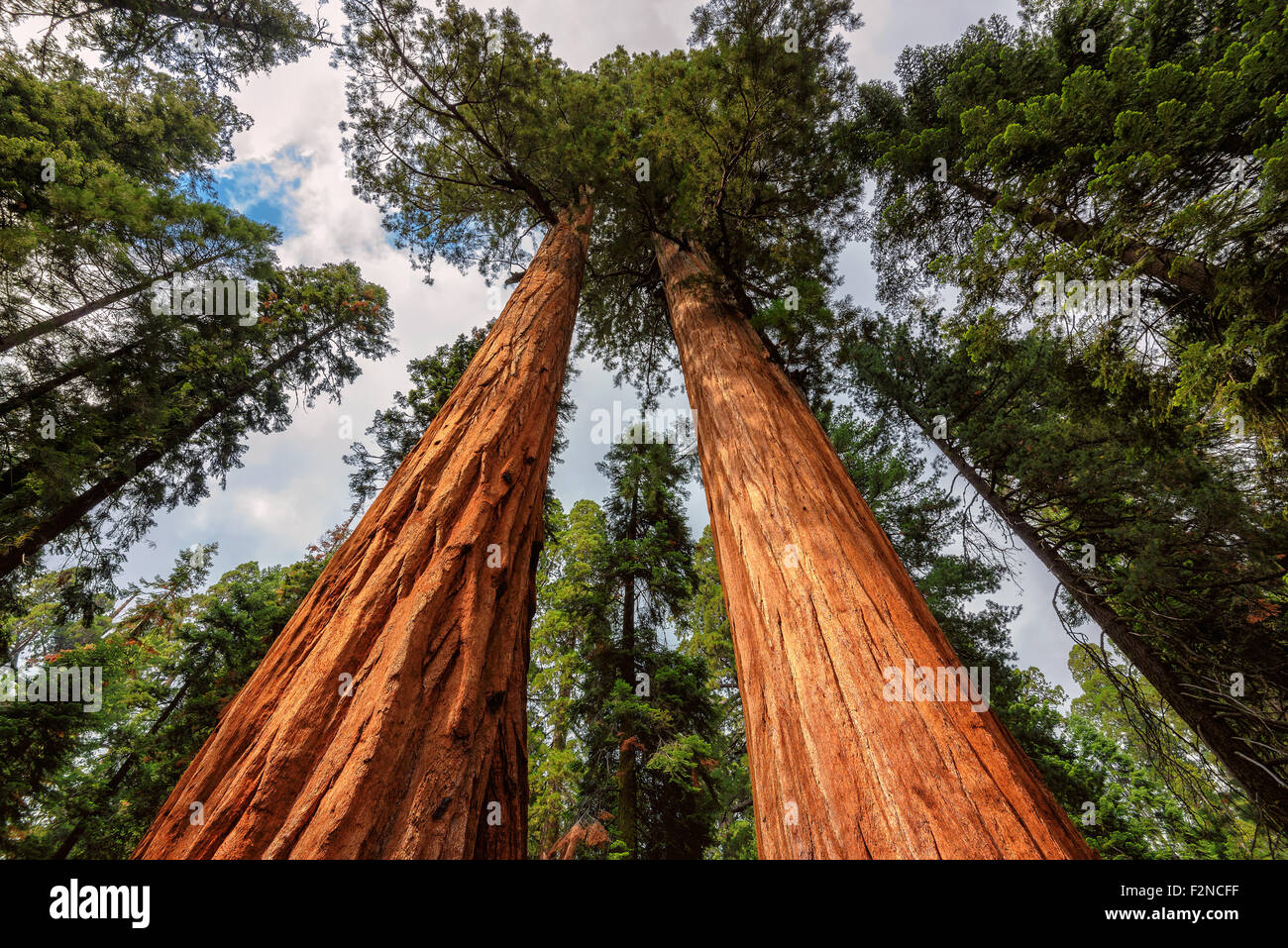 Tall and large sequoias growing close to each other to the sky in Giant ...