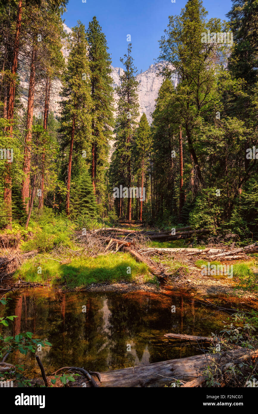 Yosemite Falls seen from the forest below. Yosemite National Park ...